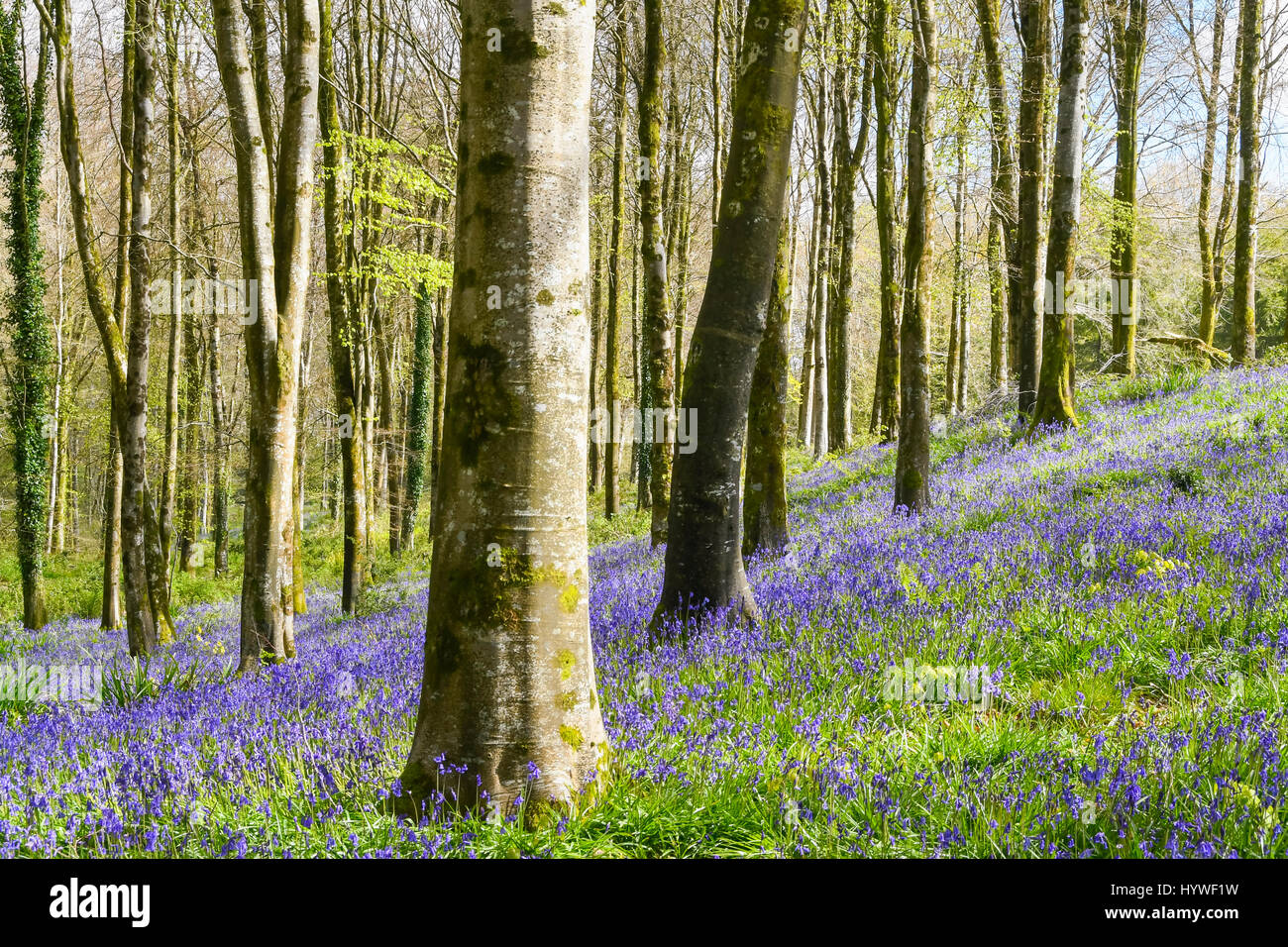 Hooke Park High Resolution Stock Photography and Images - Alamy