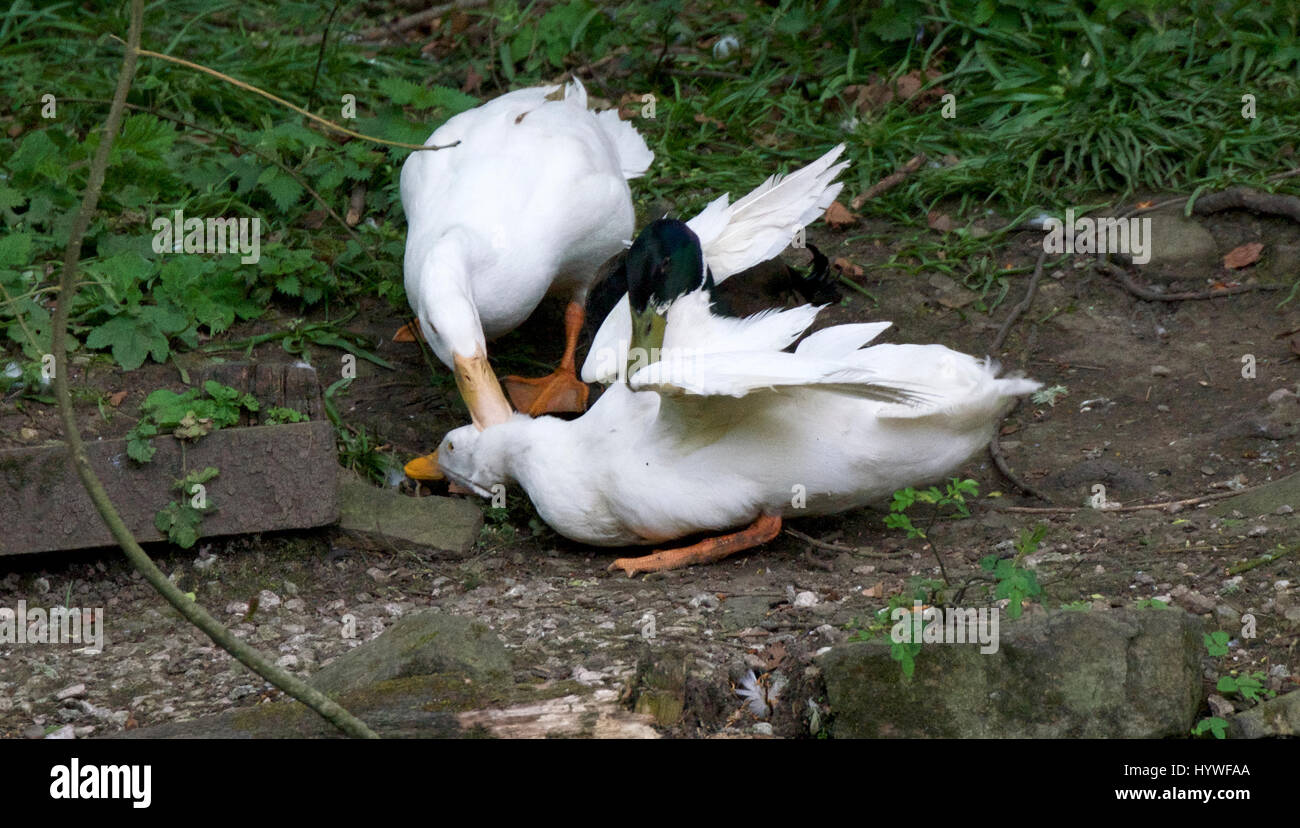 New Mills, High Peak, Derbyshire 26th April 2017 A Peking Ducks and a ...