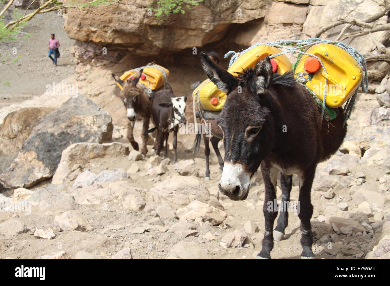 Donkeys carrying water canisters from a river bed up to a village on ...