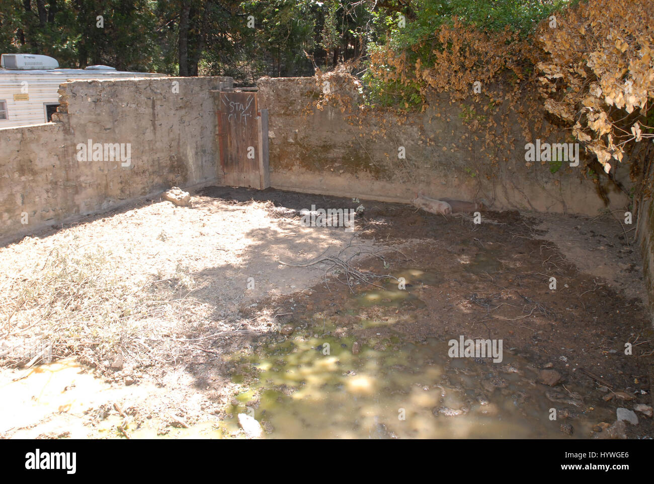 July 25, 2008 - A pig pen on the Presba property on Meadowbrook Road in ...