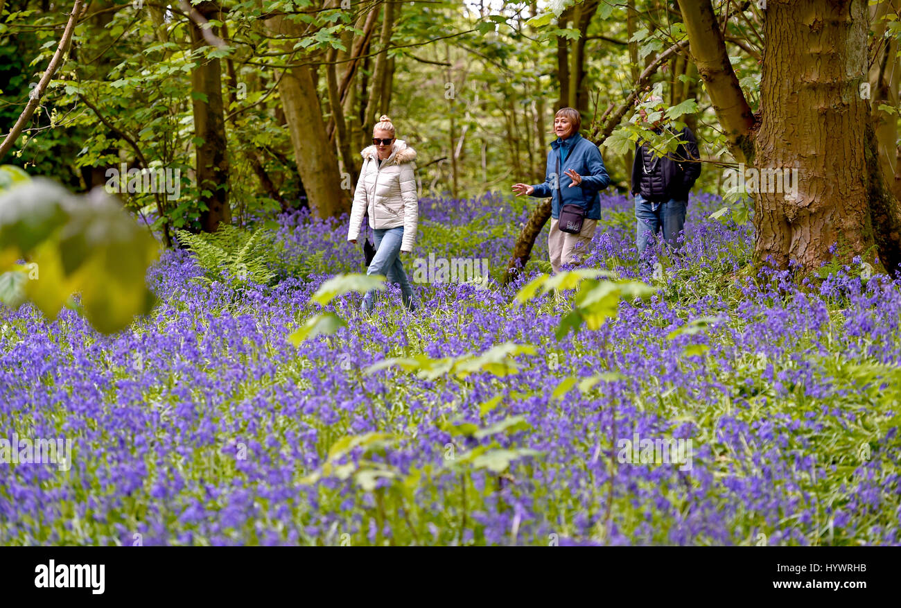 Happy in bluebell wood hi-res stock photography and images - Alamy
