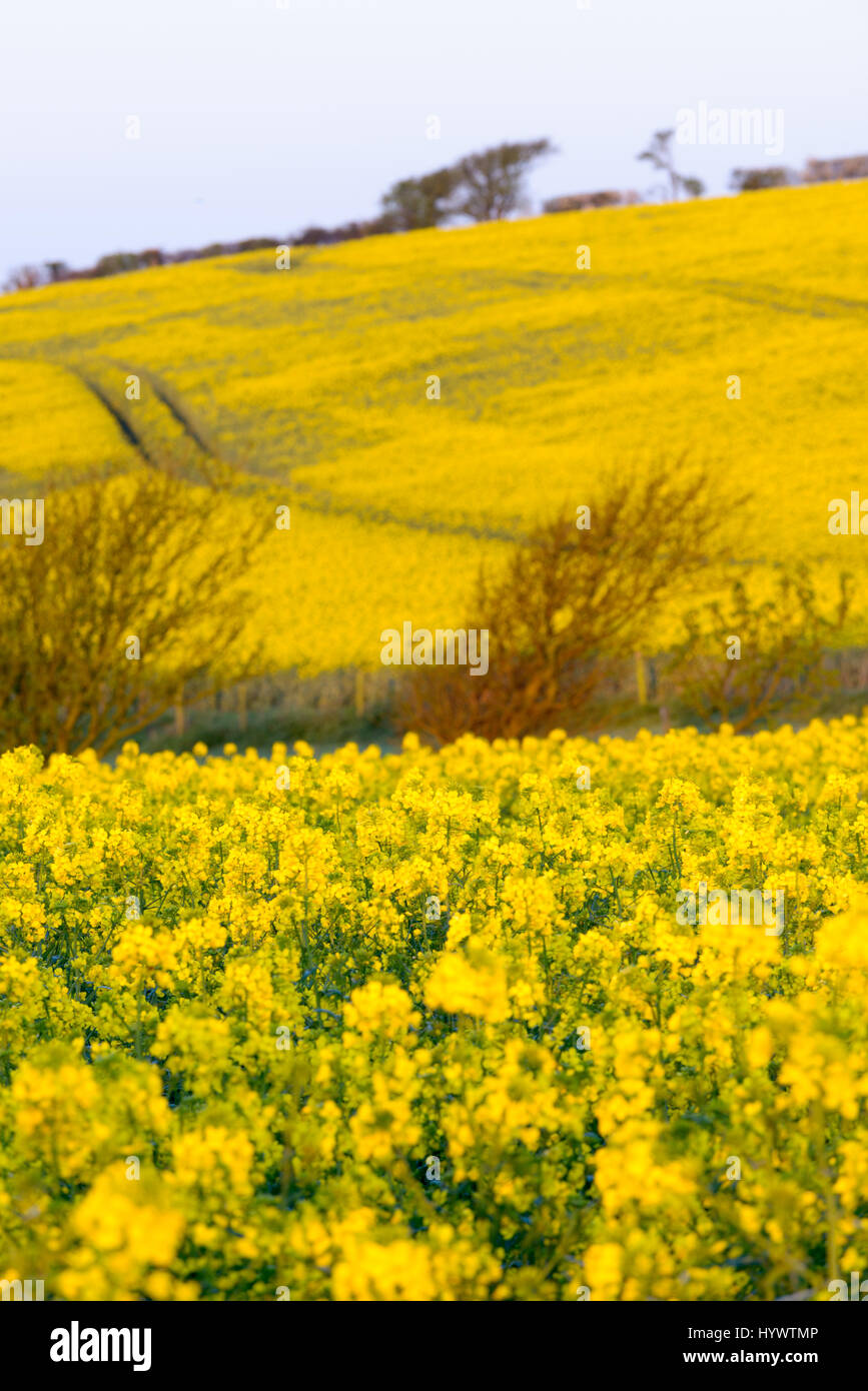 Weymouth, Dorset, UK. 7th April 2017. Oil seed rape fields on a cold ...
