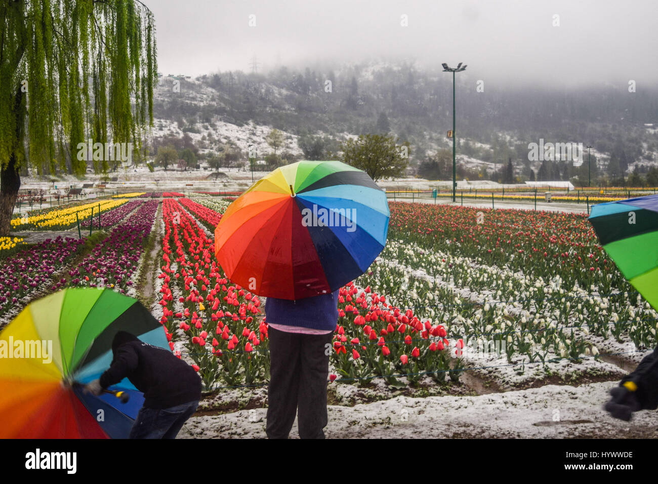 Horticulture crops india hi-res stock photography and images - Alamy