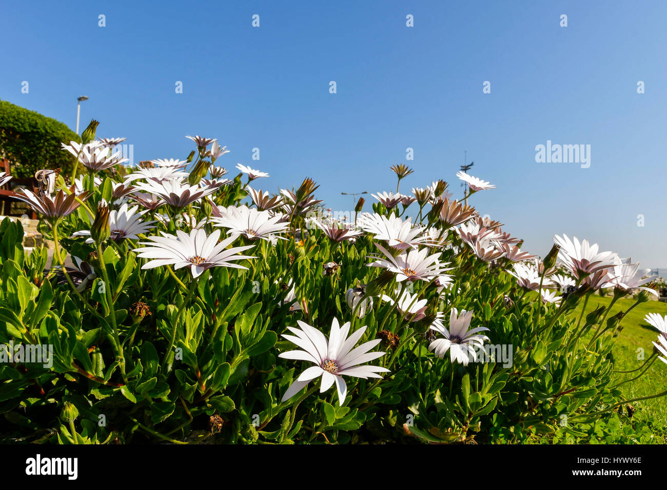 Weymouth, Dorset, UK. 7th Apr, 2017. UK Weather. Spring flowers in ...