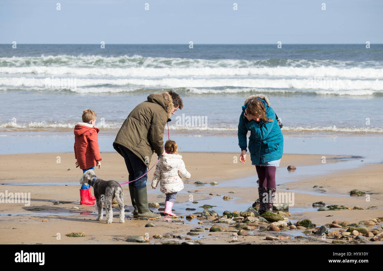 Dog walker/walkers walking on beach. UK Stock Photo - Alamy