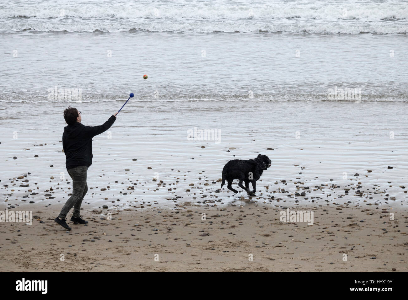 Dog walker/walkers walking on beach. UK Stock Photo - Alamy