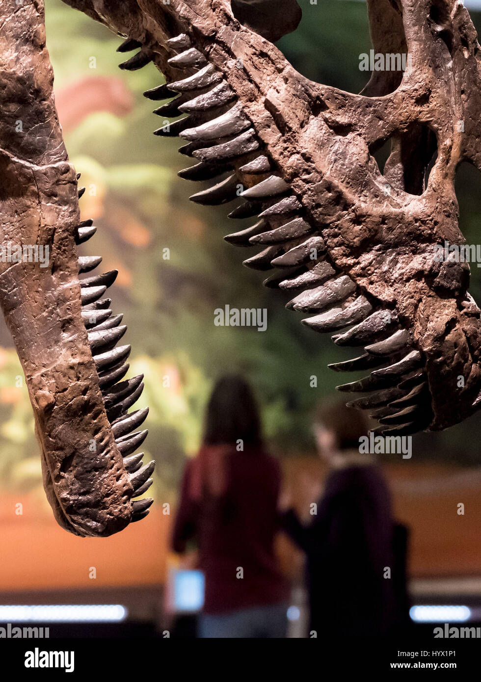 Braunschweig, Germany. 30th Mar, 2017. The head of the dinosaur ...
