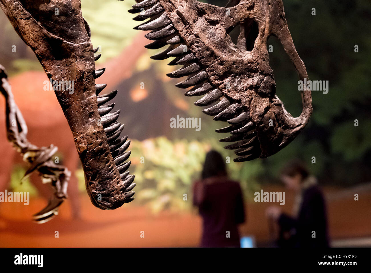 Braunschweig, Germany. 30th Mar, 2017. The head of the dinosaur ...