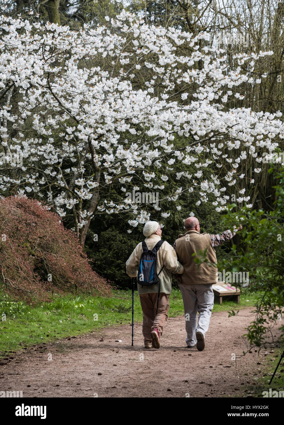 Westonbirt arboretum spring hi-res stock photography and images - Alamy