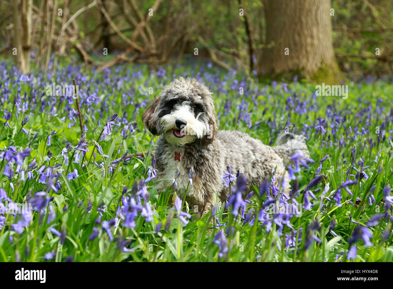A cockapoo dog in a bluebell forest Stock Photo - Alamy