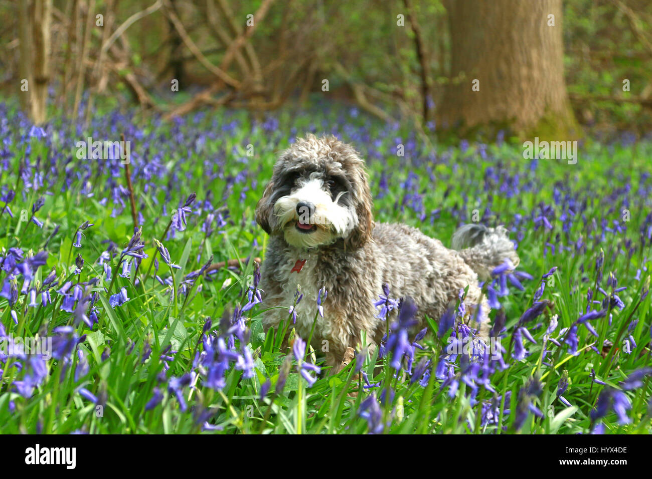 A cockapoo dog in a bluebell forest Stock Photo - Alamy