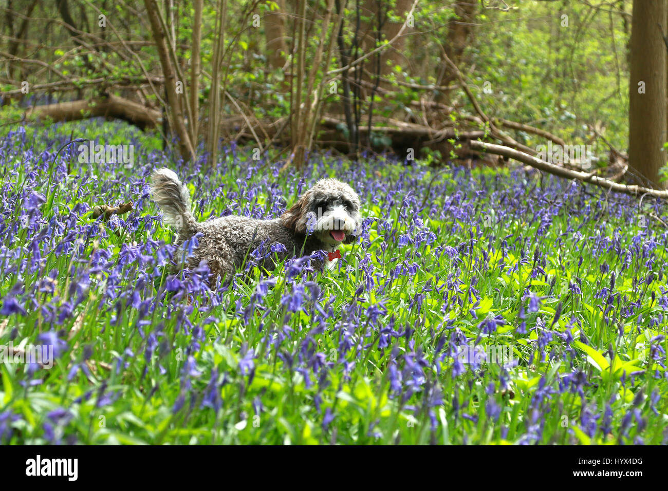 A cockapoo dog in a bluebell forest Stock Photo - Alamy