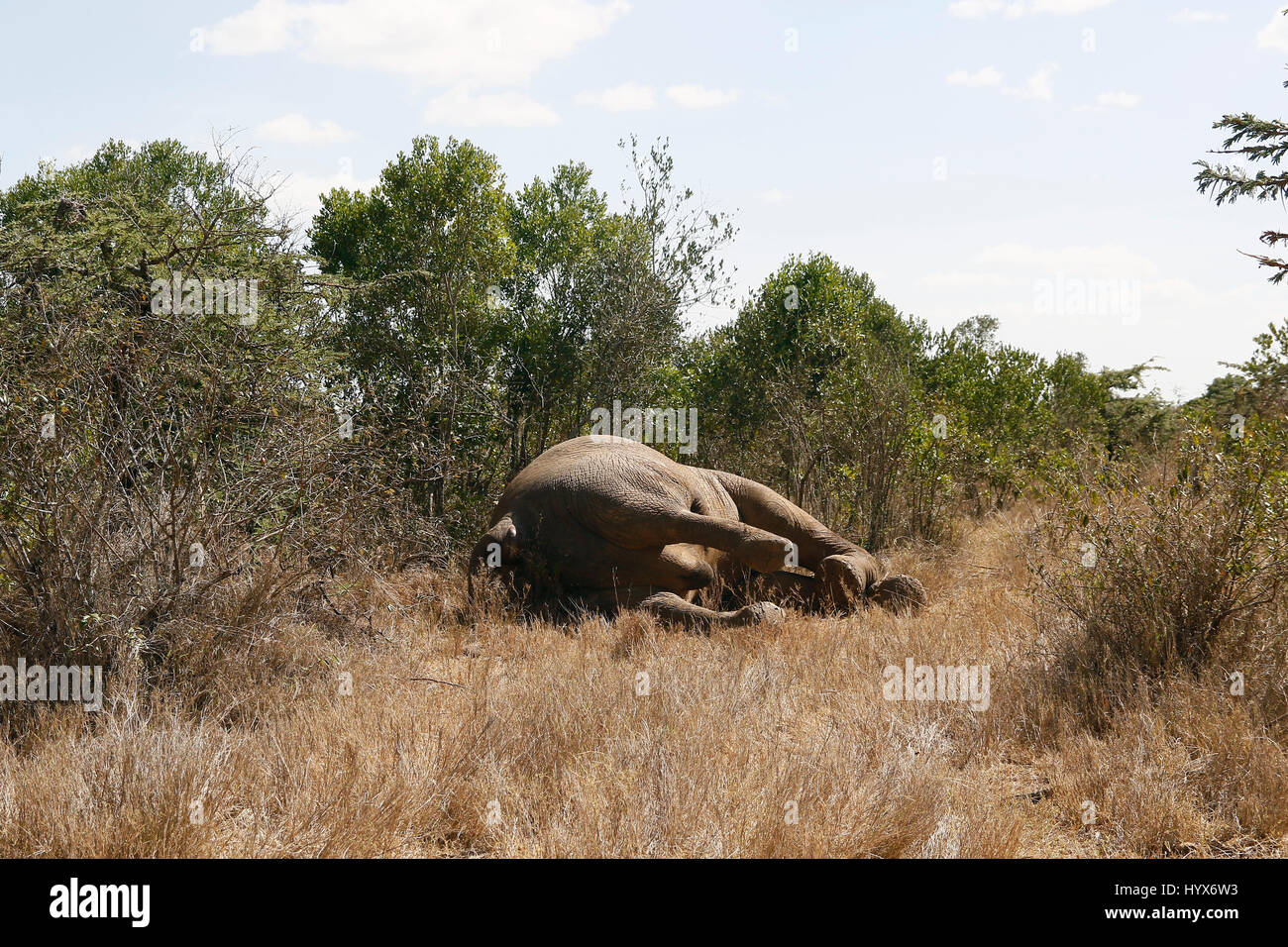 Dead elephant body hi-res stock photography and images - Alamy