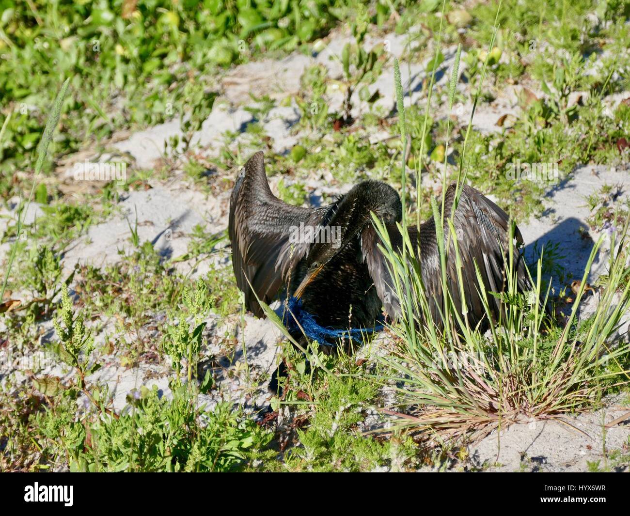 Snake bird with line wrapped around beak hi-res stock photography and ...