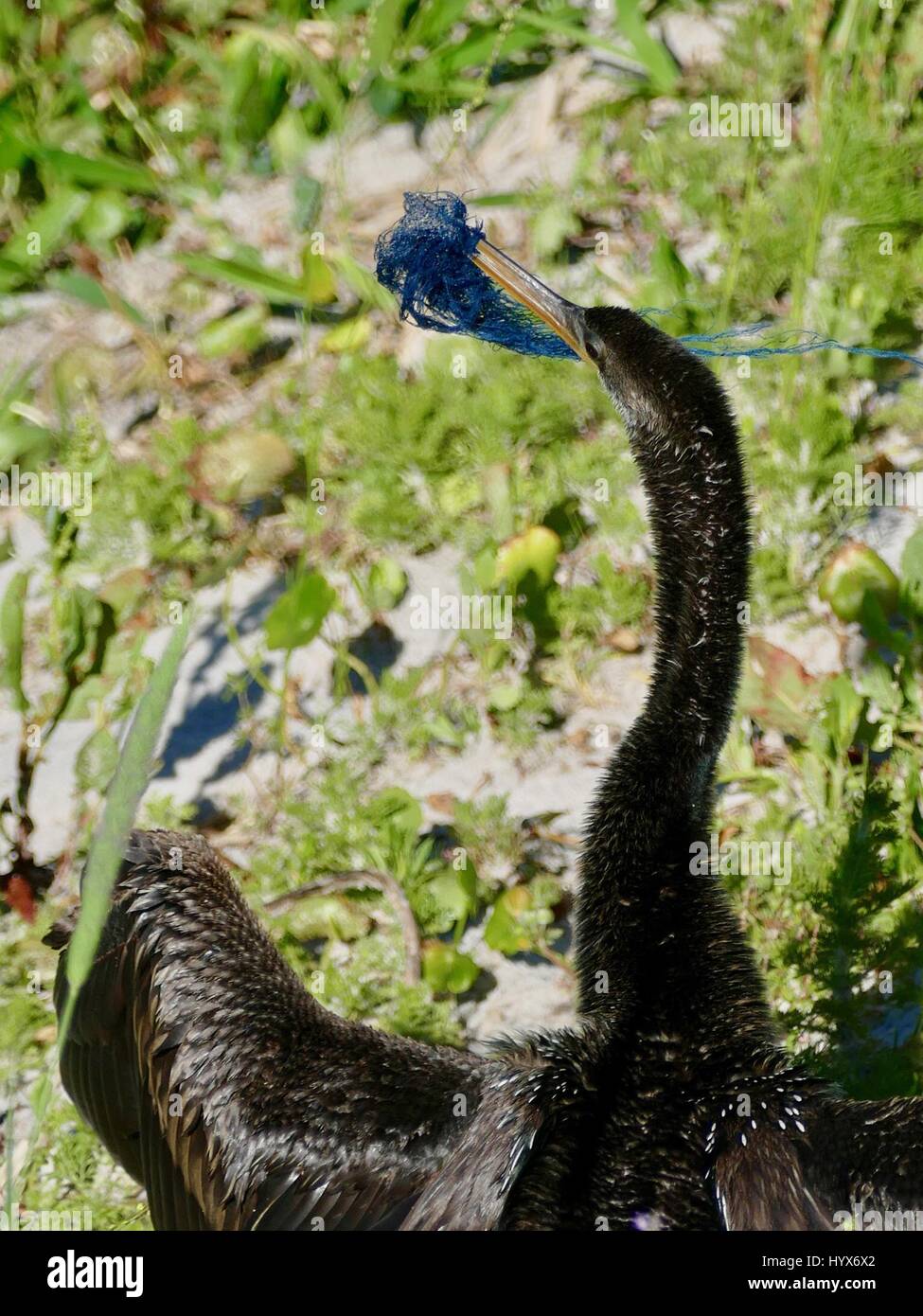 Snake bird with line wrapped around beak hi-res stock photography and ...