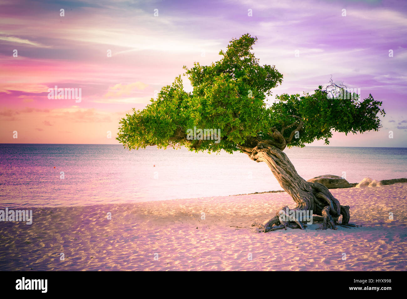 Idyllic view of tropical Aruba beach with Divi Divi tree at sunset ...