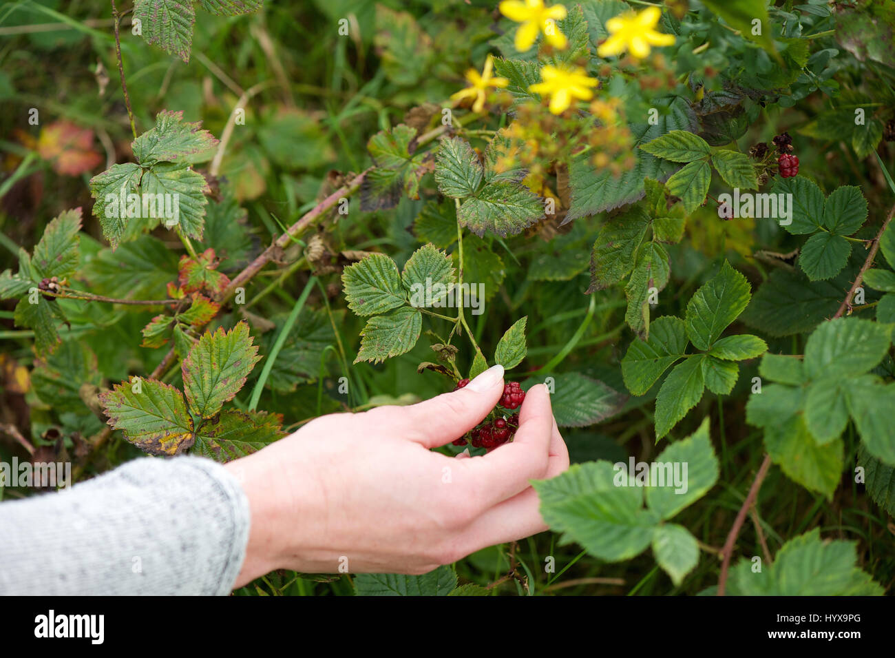 Woman eating ripe berries hi-res stock photography and images - Alamy