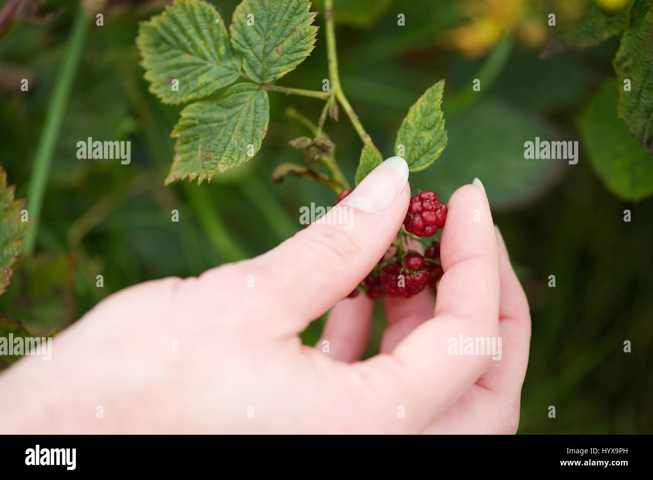 Close up hand picking red berry fruit from plant Stock Photo - Alamy
