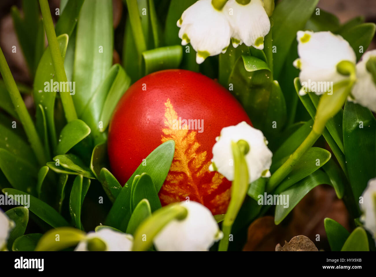 Beautiful red colored Easter eggs in the garden Stock Photo - Alamy