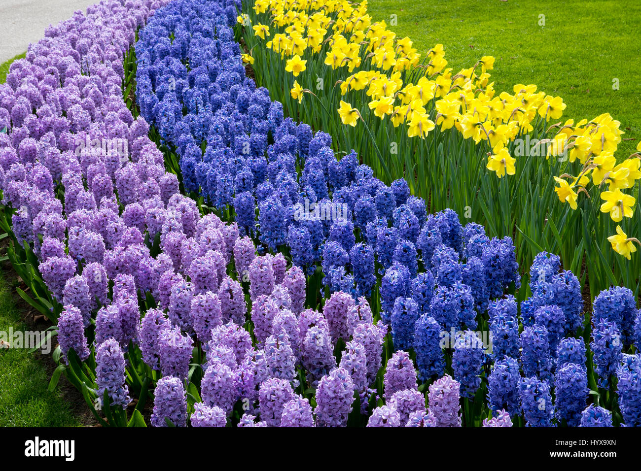 Hyacint flowers hi-res stock photography and images - Alamy