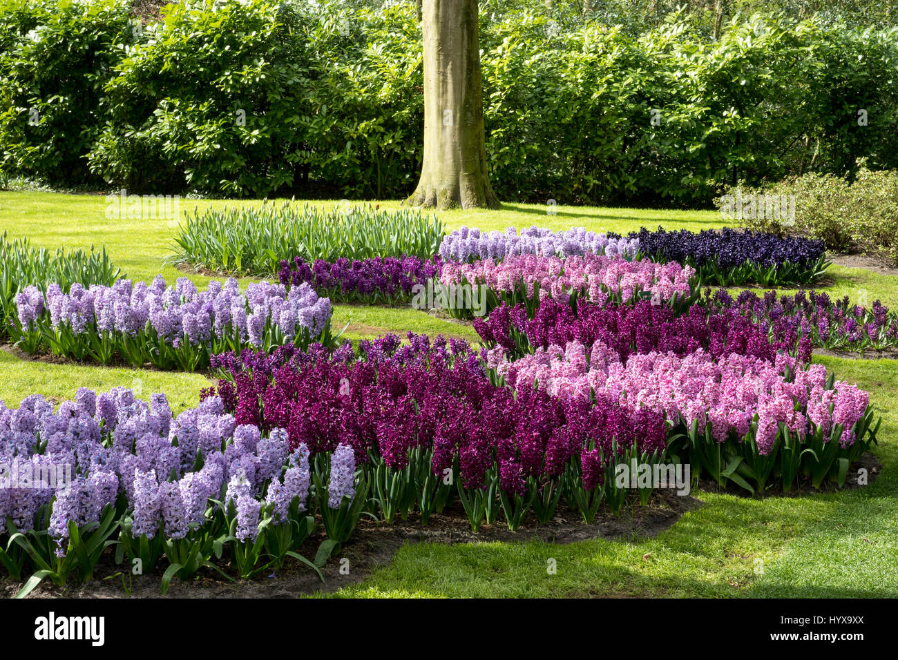 Hyacinthus cultivars hi-res stock photography and images - Alamy
