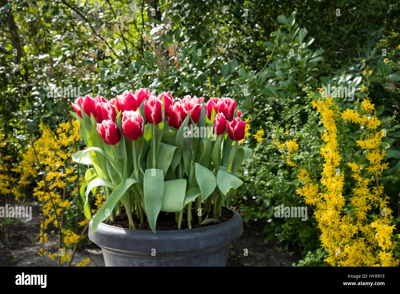 Tulipa in pot Stock Photo - Alamy