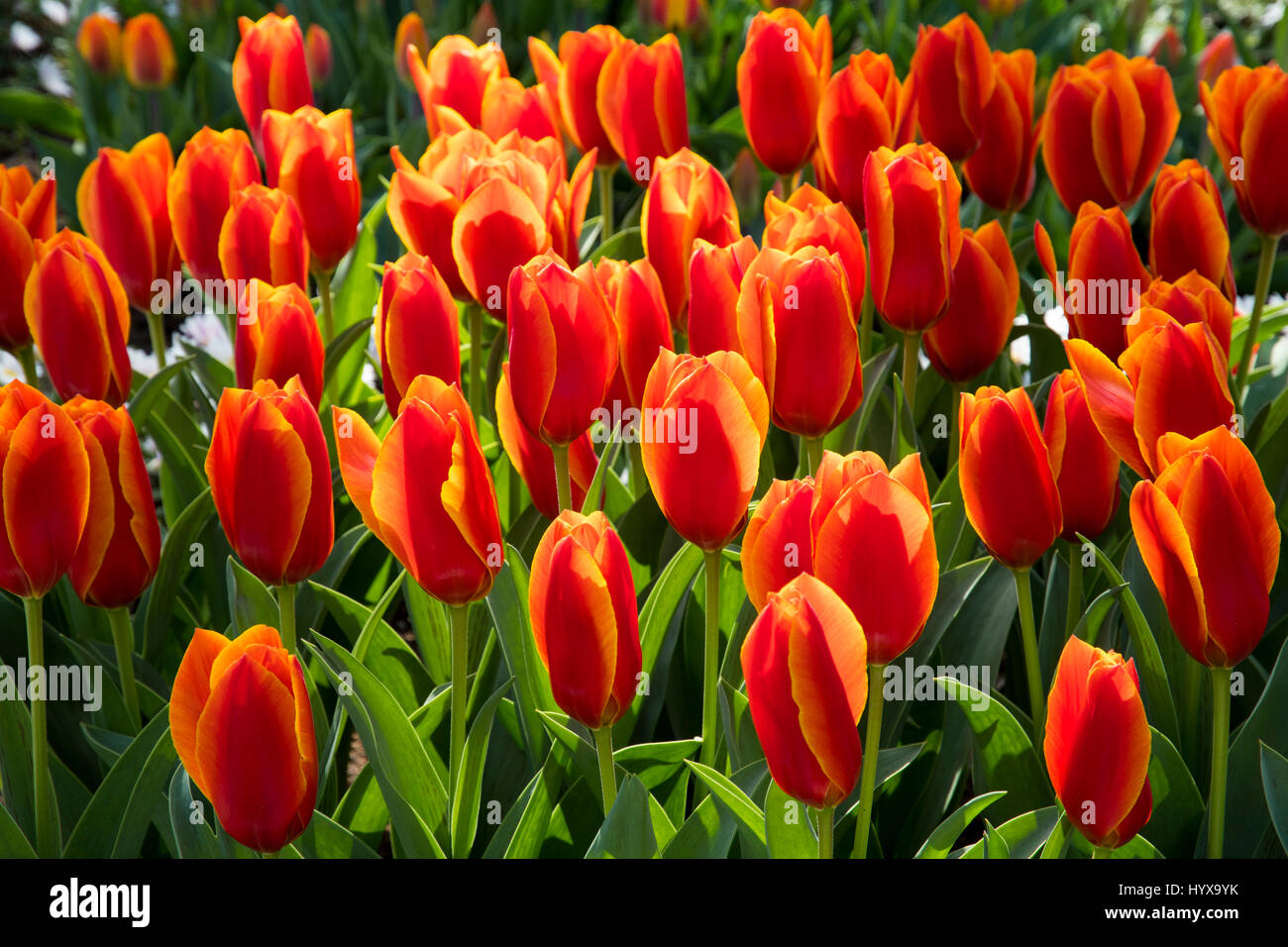 Tulipa greigii hi-res stock photography and images - Alamy