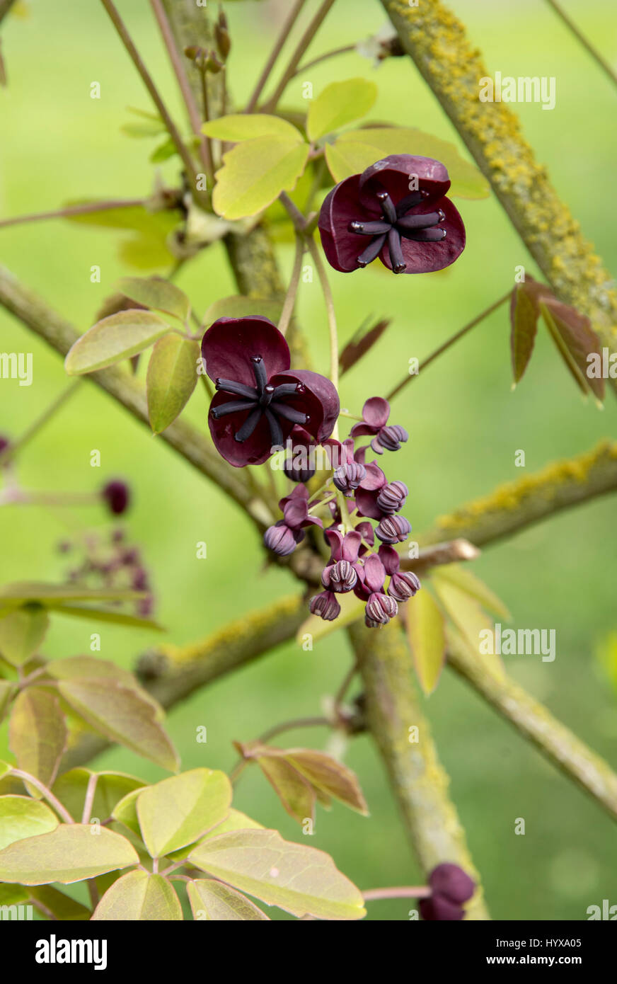 Akebia quinata shrub hi-res stock photography and images - Alamy