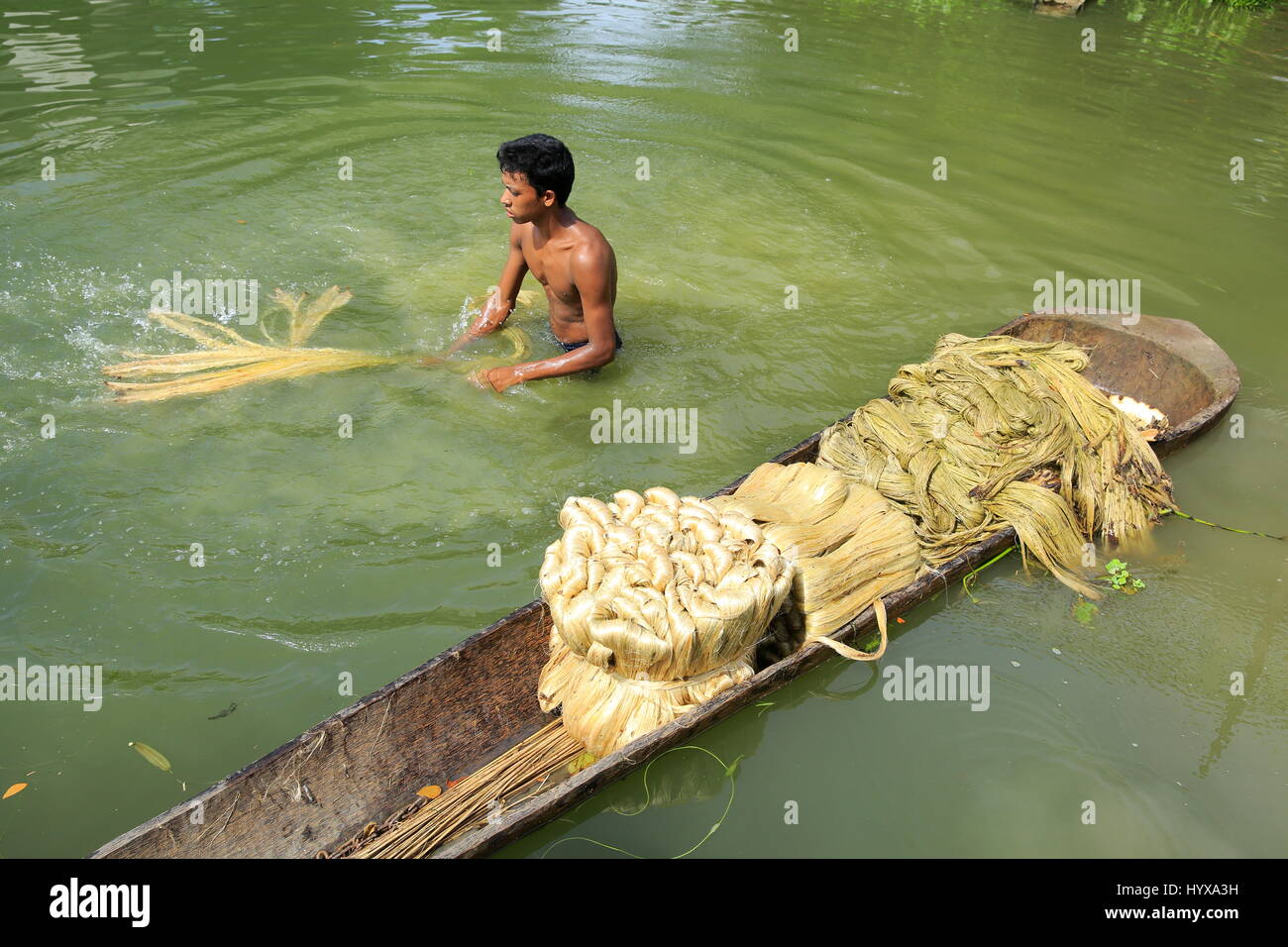 Farmer washing jute fibres in the marsh in Gopalganj, Bangladesh Stock ...