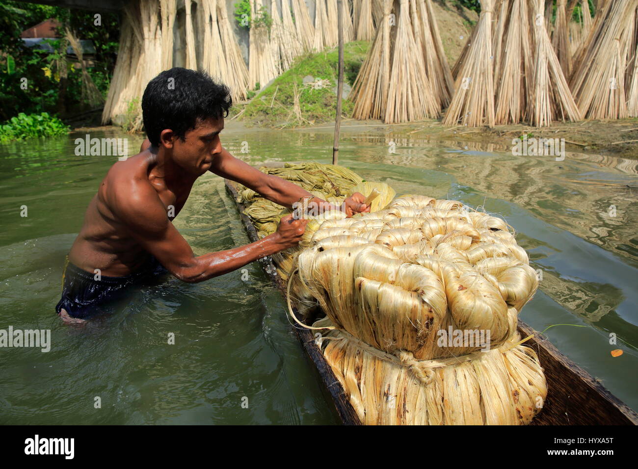 Farmer washing jute fibres in the marsh in Gopalganj, Bangladesh Stock ...