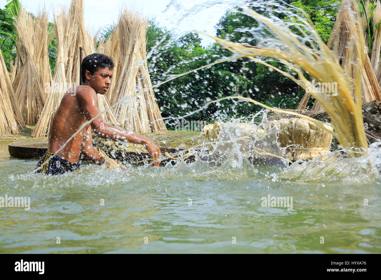 Farmer washing jute fibres in the marsh in Gopalganj, Bangladesh Stock ...