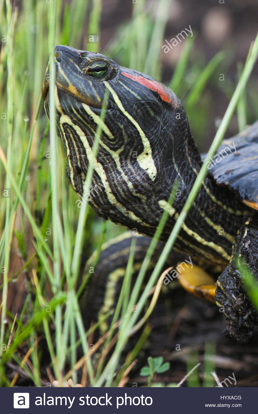 Slider Turtle Stock Photos & Slider Turtle Stock Images - Alamy