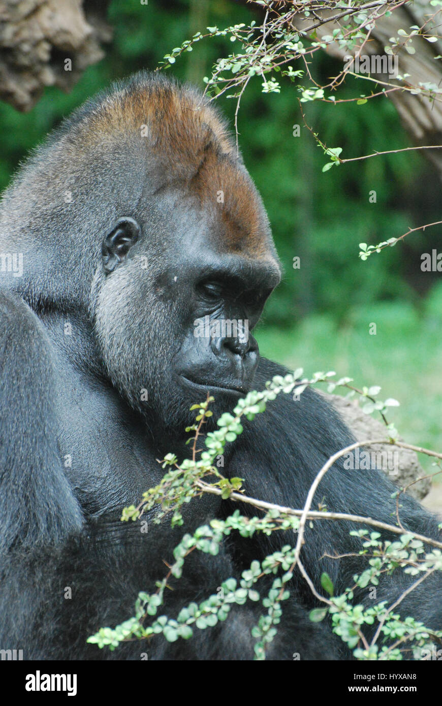 Great face of a silverback gorilla looking very solemn Stock Photo - Alamy