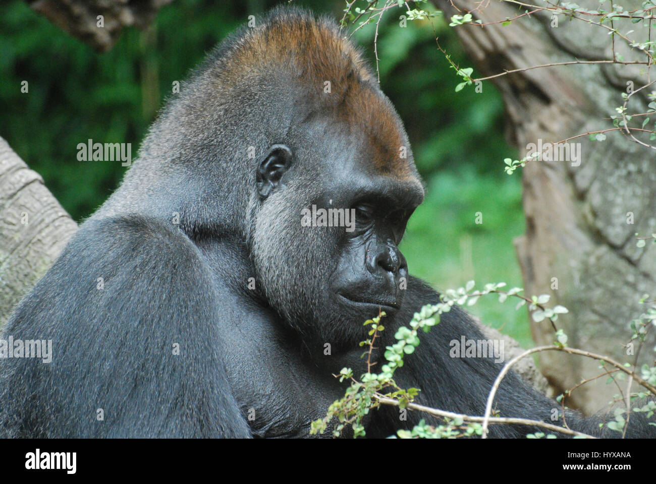 A very sad looking face of a silverback gorilla Stock Photo - Alamy