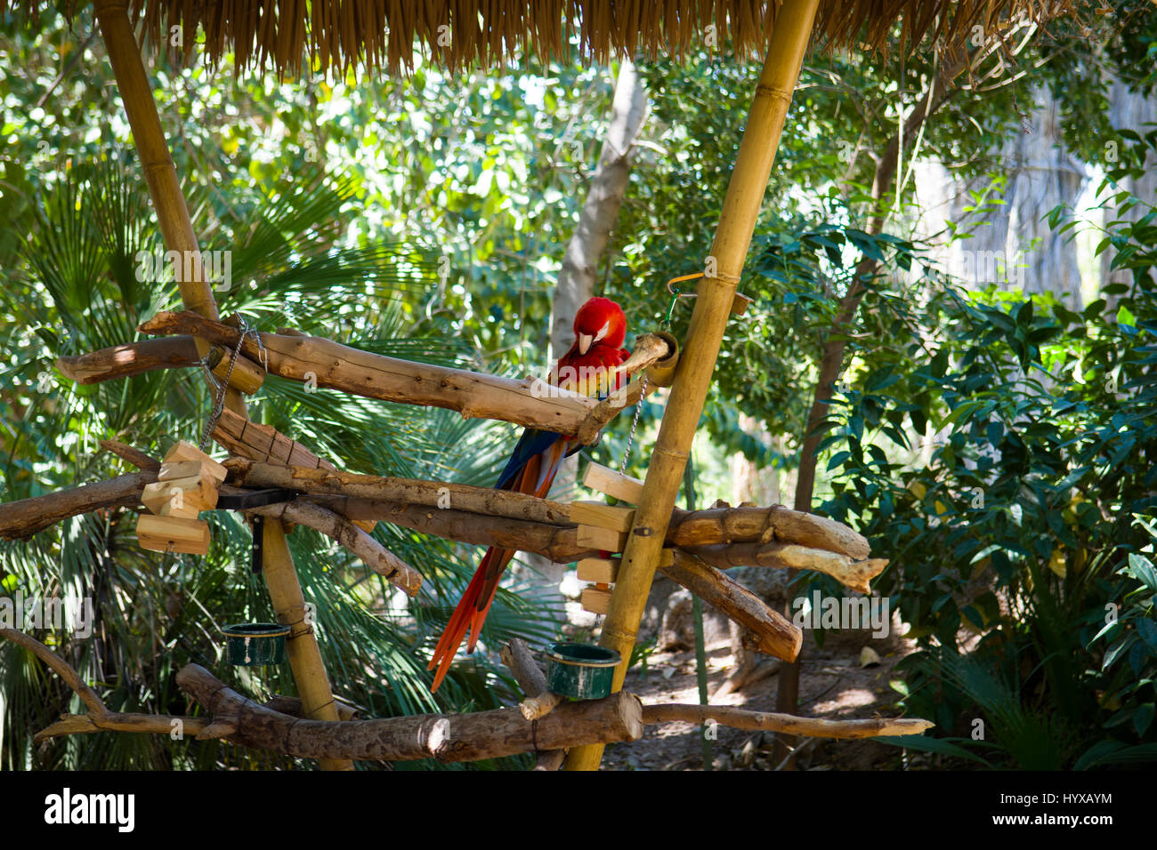 A parrot sitting a bamboo tree in a arizona zoo in the united stated of ...