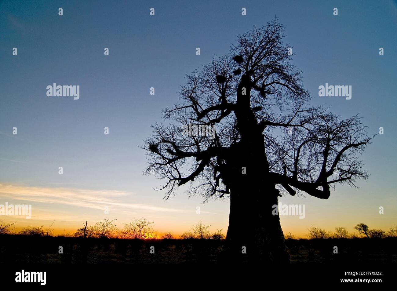 Africa, Botswana, baobab tree Stock Photo - Alamy