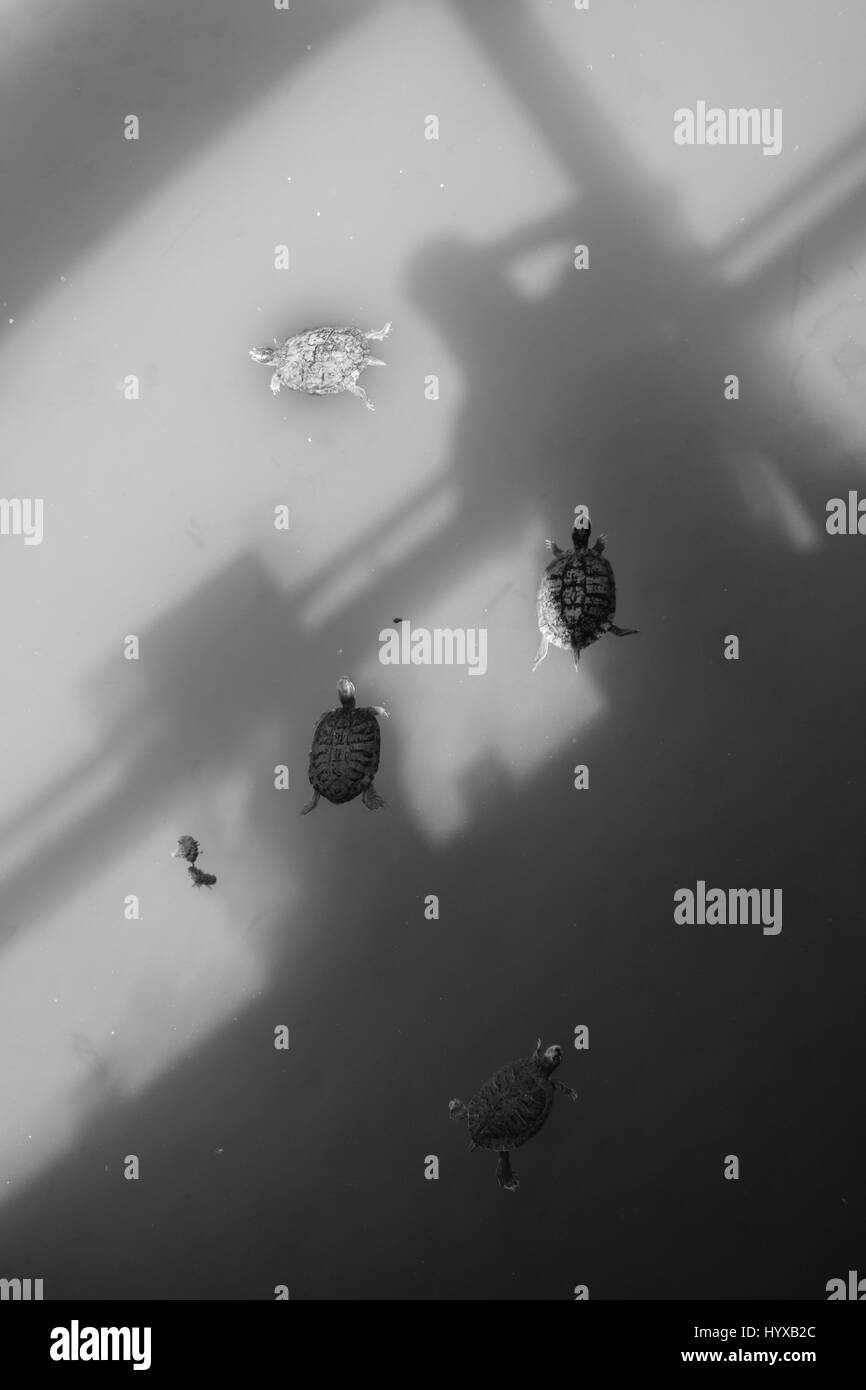 A black and white photo of a small group of turtles Stock Photo - Alamy