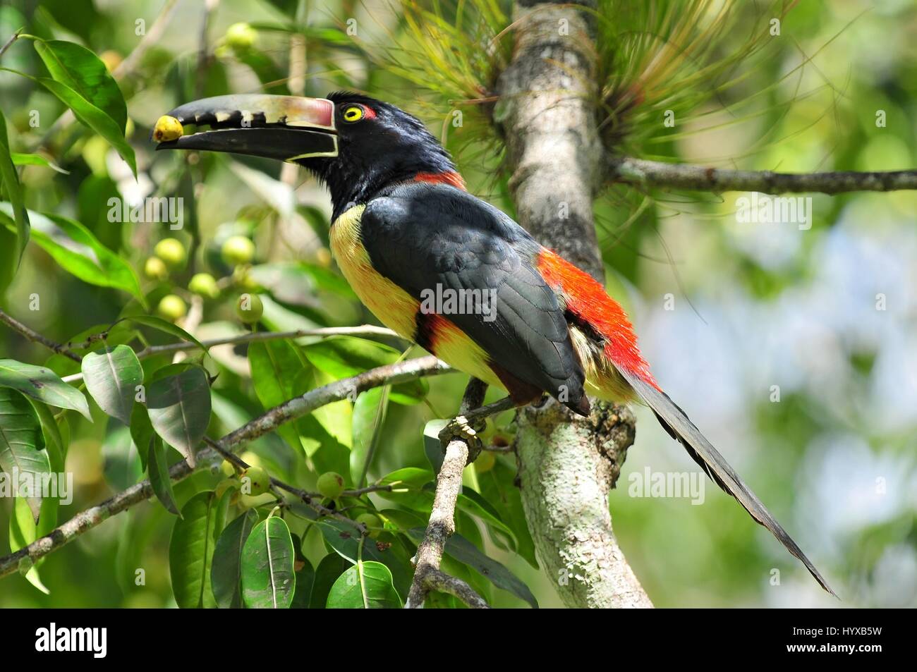 Collared Aracari (Pteroglossus torquatus) toucan, a near-passerine bird ...