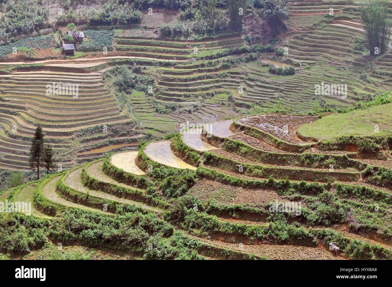 Vietnam, Sapa, Rice Terraces of Sapa Vietnam Stock Photo - Alamy