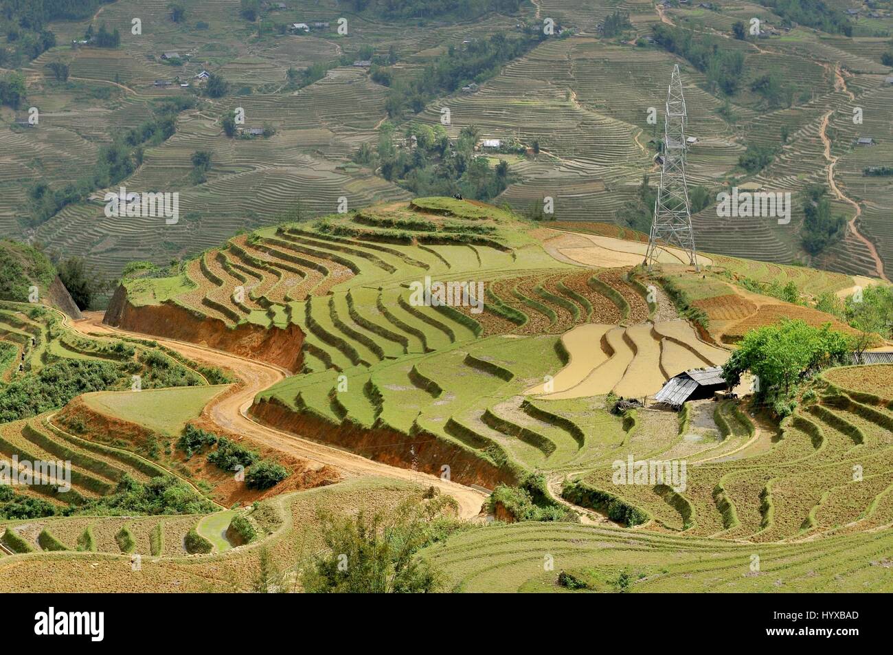Vietnam, Sapa, Rice Terraces of Sapa Vietnam Stock Photo - Alamy