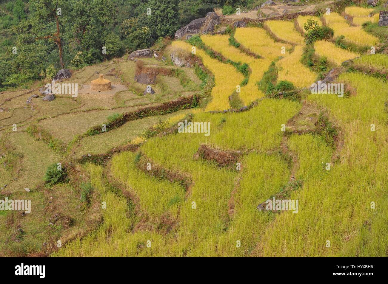 Nepal, Nayapul, Rice Terraces Stock Photo - Alamy