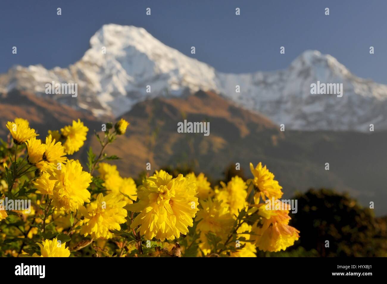 Annapurna south from tadapani himalayas hi-res stock photography and ...