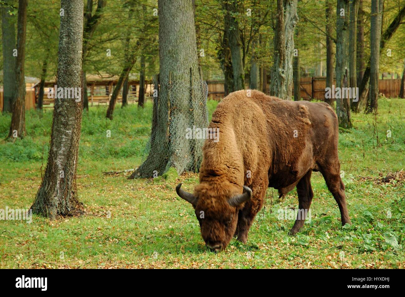 Poland, The European bison in the Landscape Reserve on the way to ...
