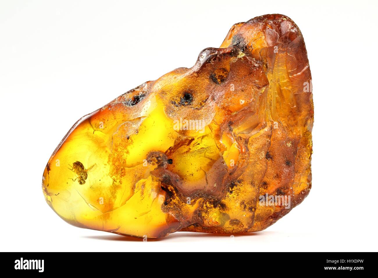 baltic amber with a fly isolated on white background Stock Photo - Alamy