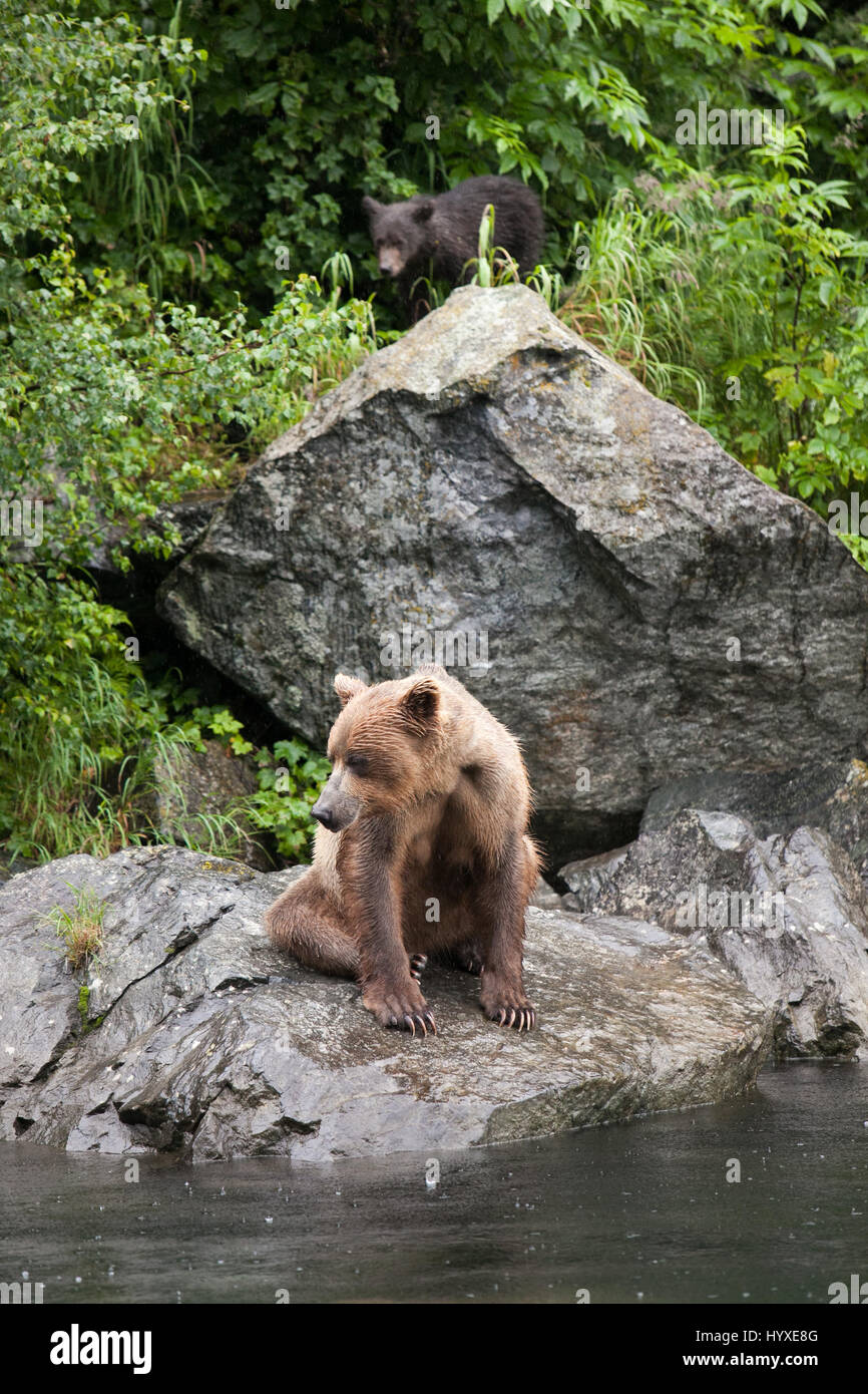 Grizzly Bear Cub Sitting High Resolution Stock Photography and Images ...