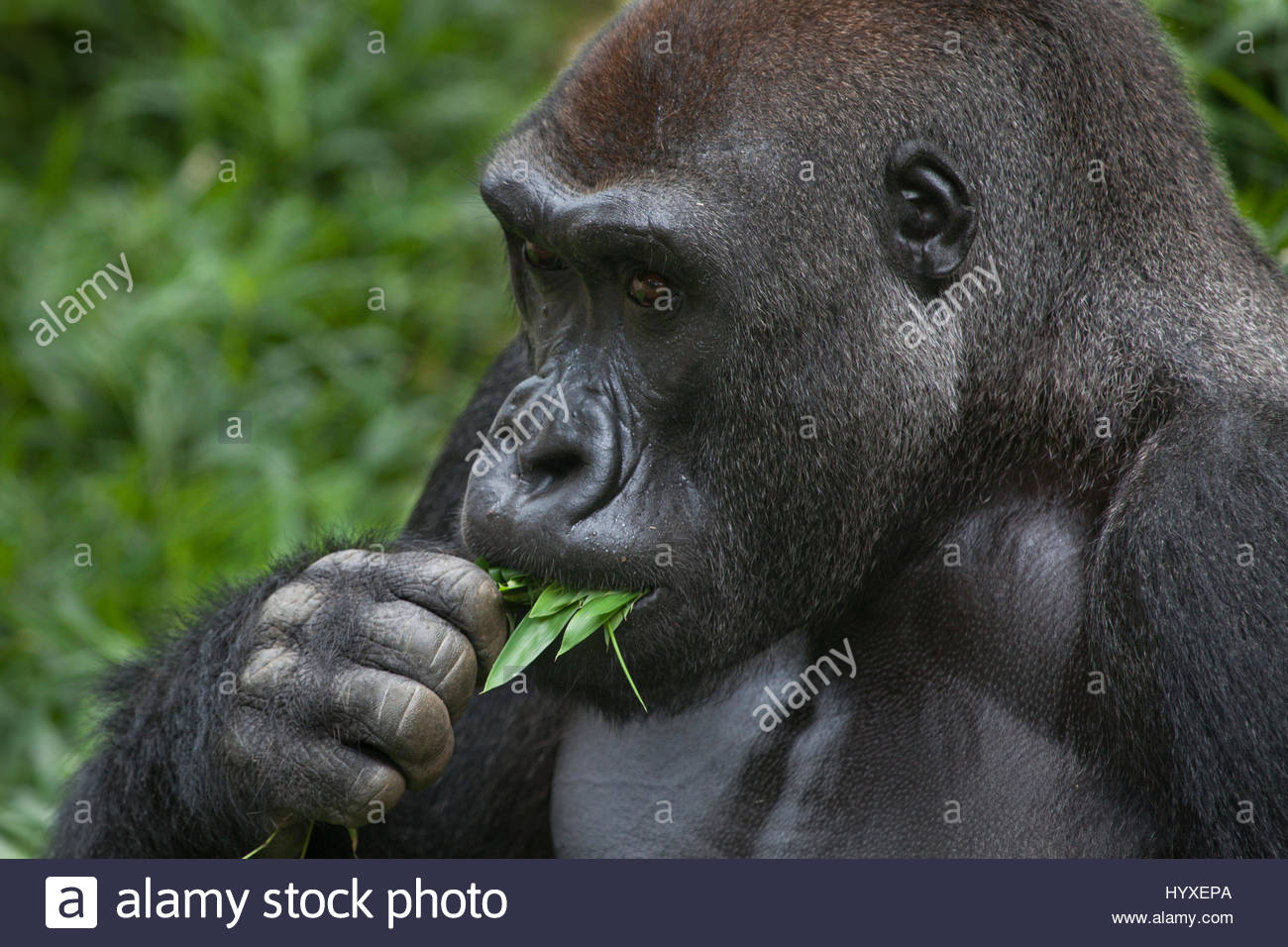Gorilla Eating Leaves Stock Photos & Gorilla Eating Leaves Stock Images ...