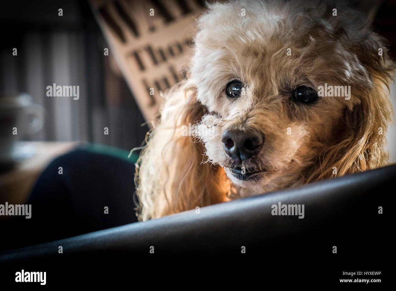 Dog Poodle Face Breed Stock Photo - Alamy