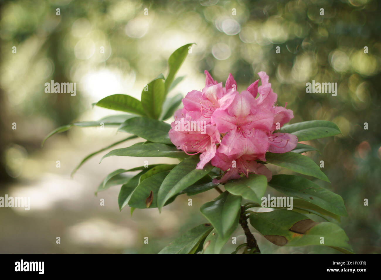 Alice image hi-res stock photography and images - Alamy