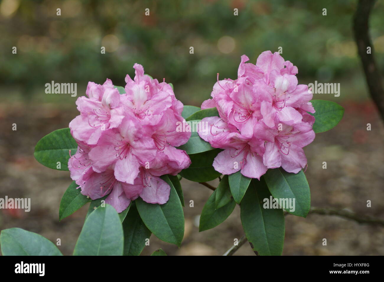 Rhododendron Alice High Resolution Stock Photography and Images - Alamy