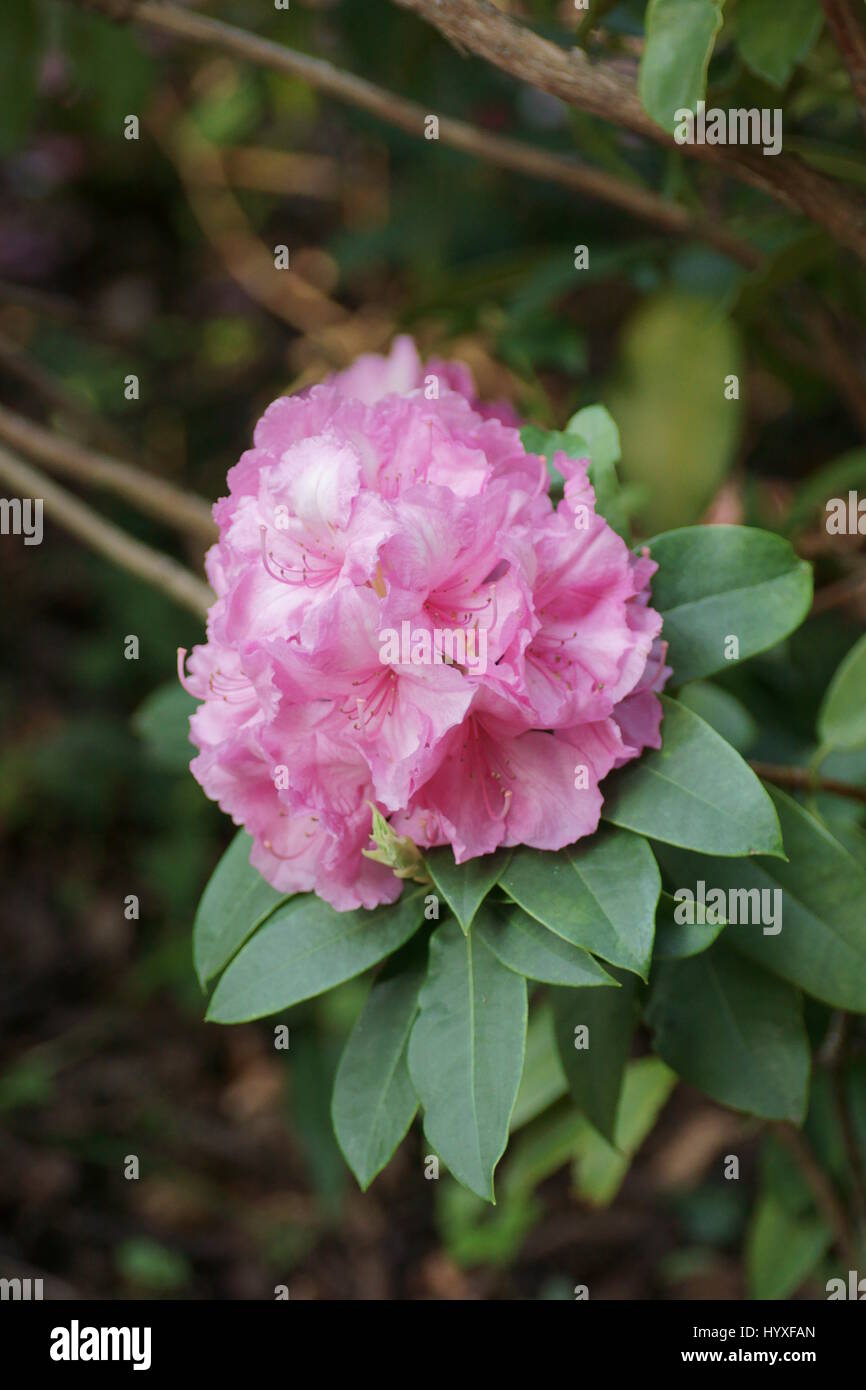 Rhododendron alice hi-res stock photography and images - Alamy